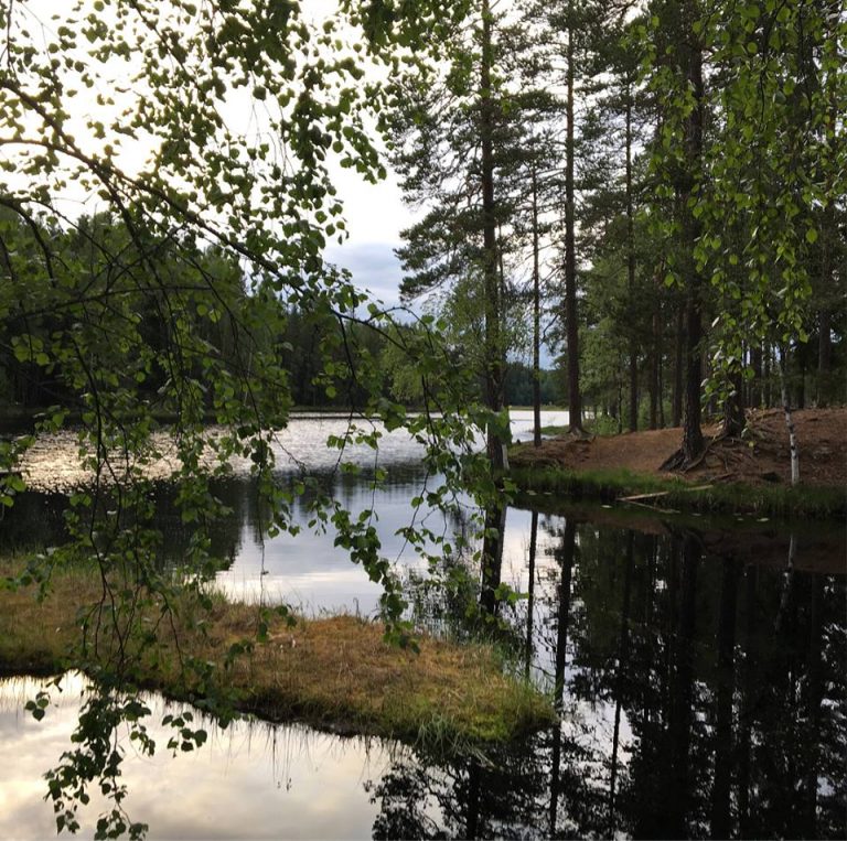 Dagstur vandring langs finnevegen med safari om ulv, bjørn, elg og ...