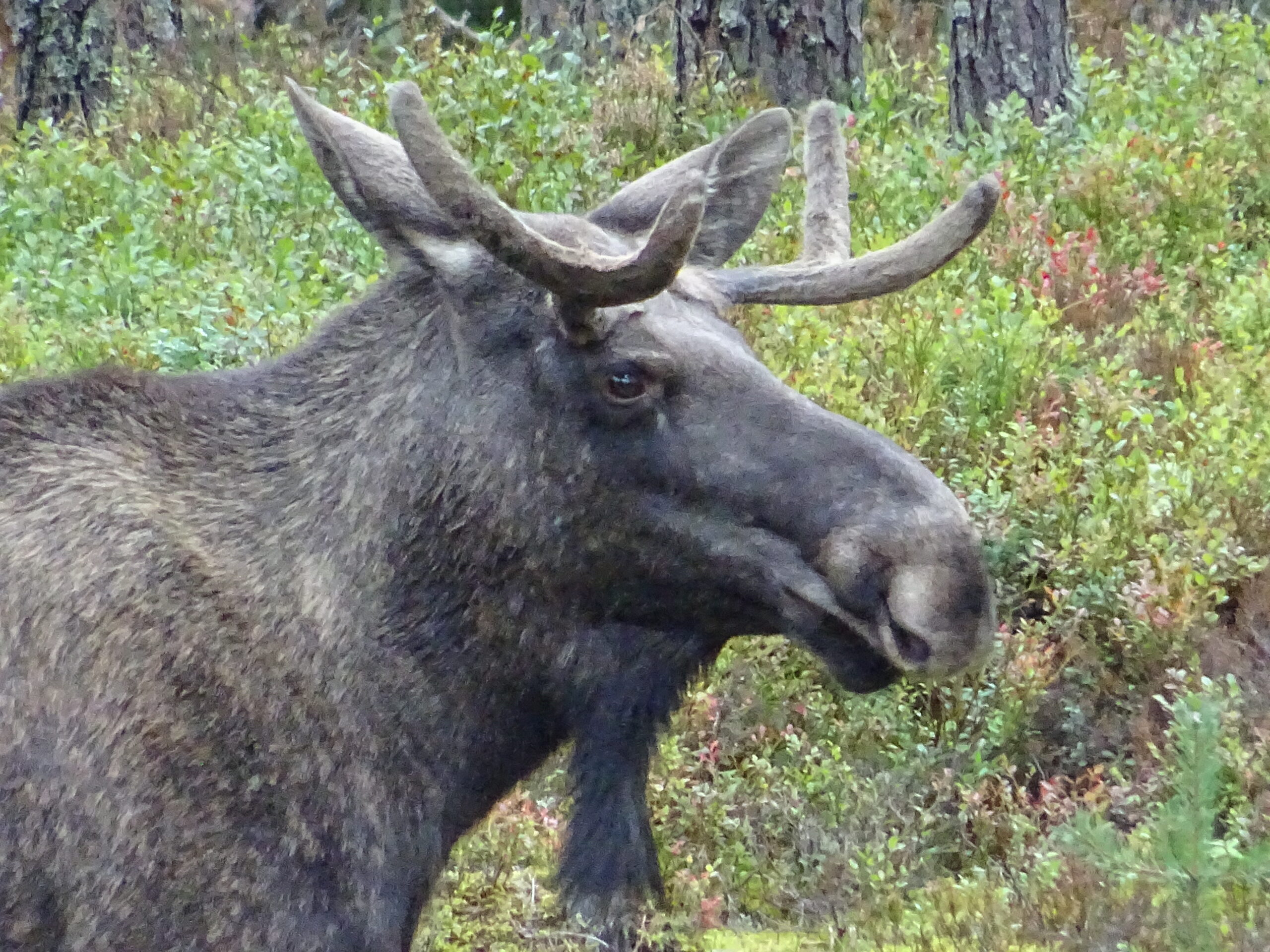 Dagstur vandring langs finnevegen med safari om ulv, bjørn, elg og ...